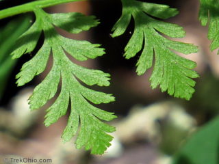 Basic Fern Identification | TrekOhio