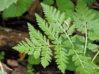Basic Fern Identification | TrekOhio