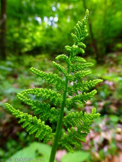 Basic Fern Identification | TrekOhio